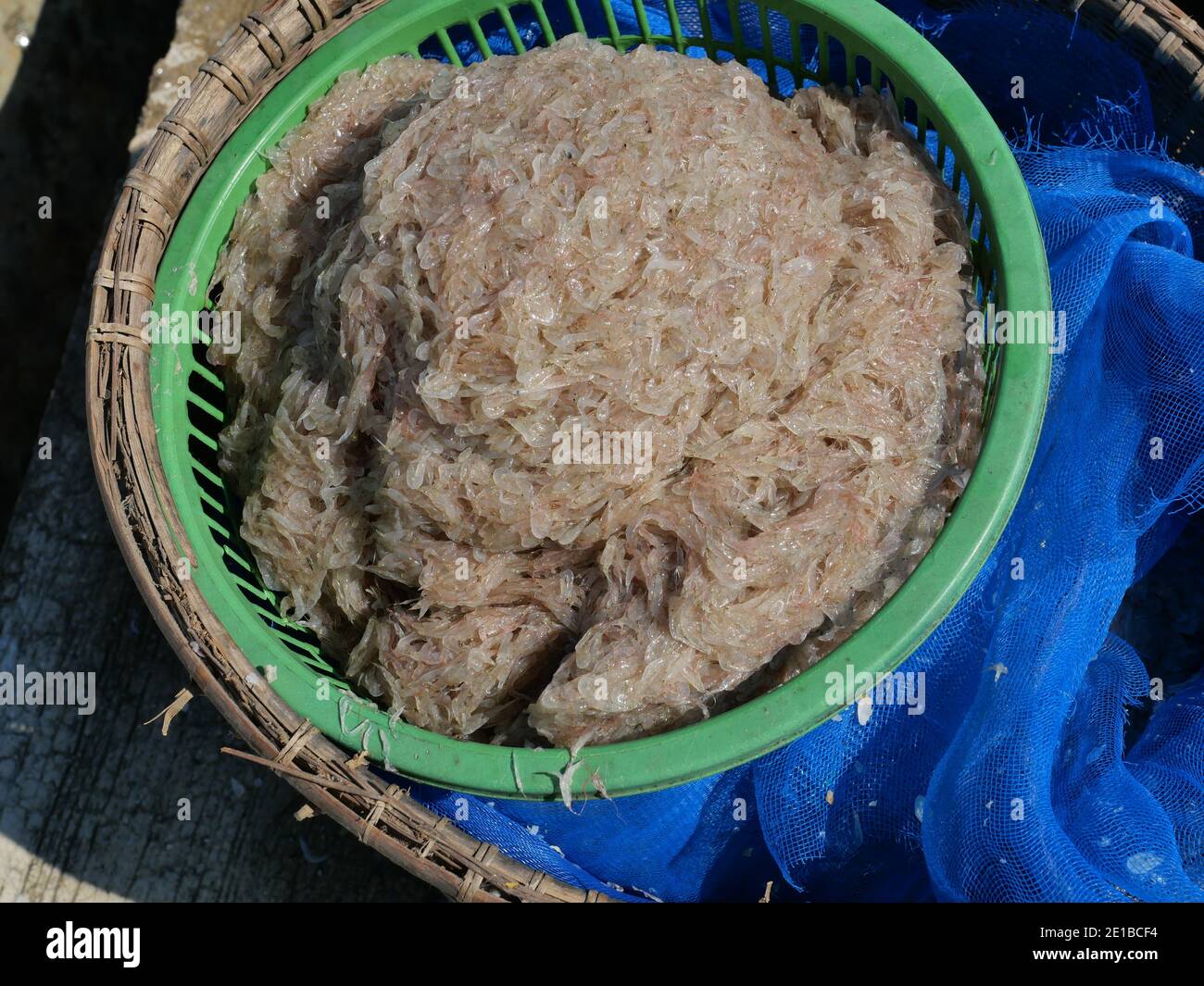 Group of fresh Krill or Opossum shrimp in a green container, Plankton ...