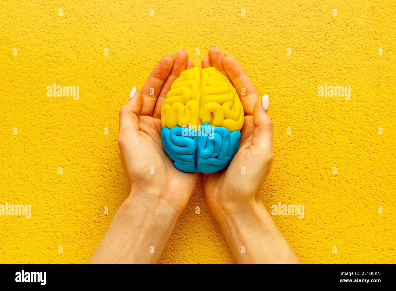 Mindfulness concept. Human brain model in hands, top view Stock Photo ...