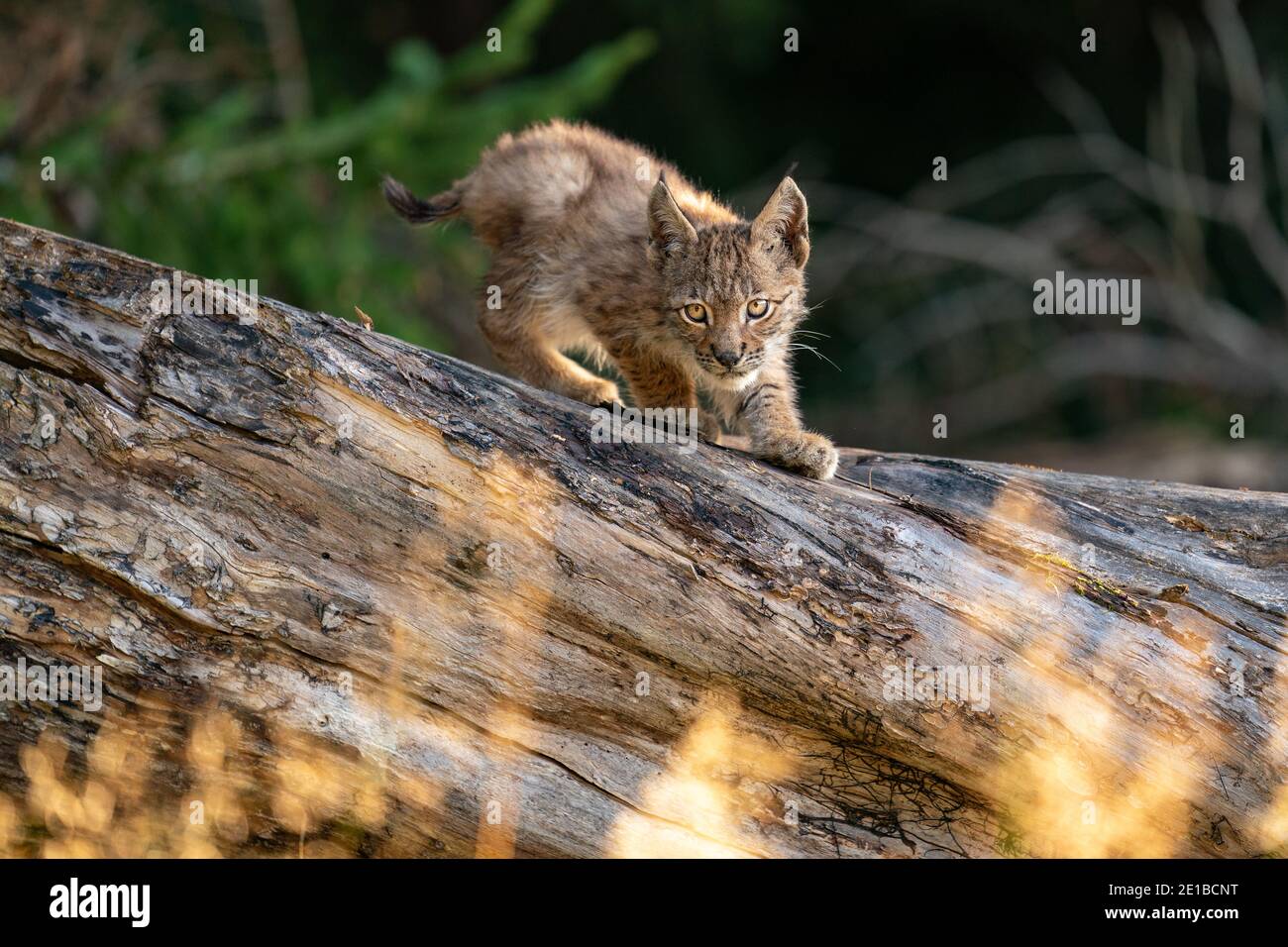 Baby lynx hi-res stock photography and images - Alamy