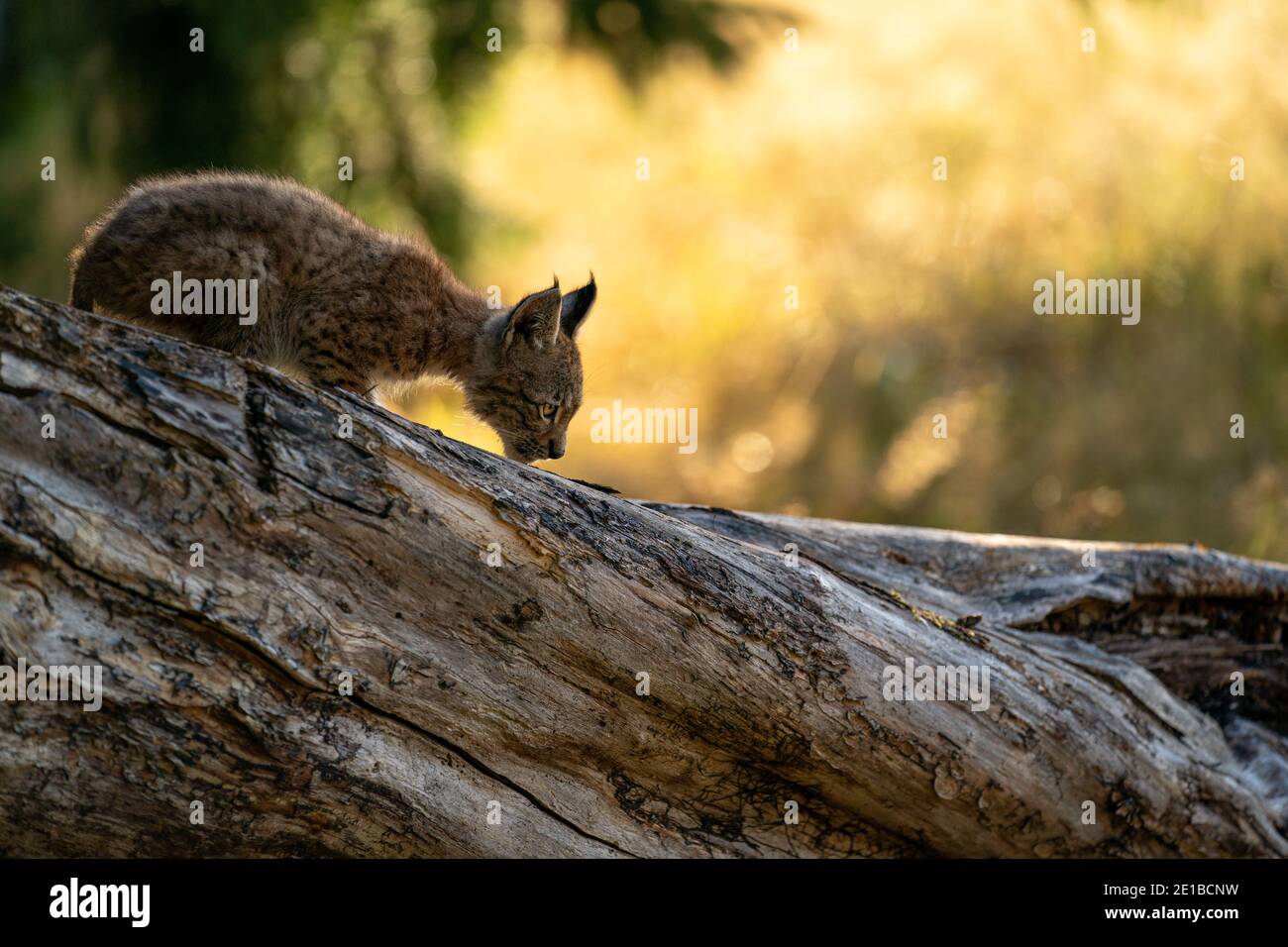 Baby lynx hi-res stock photography and images - Alamy