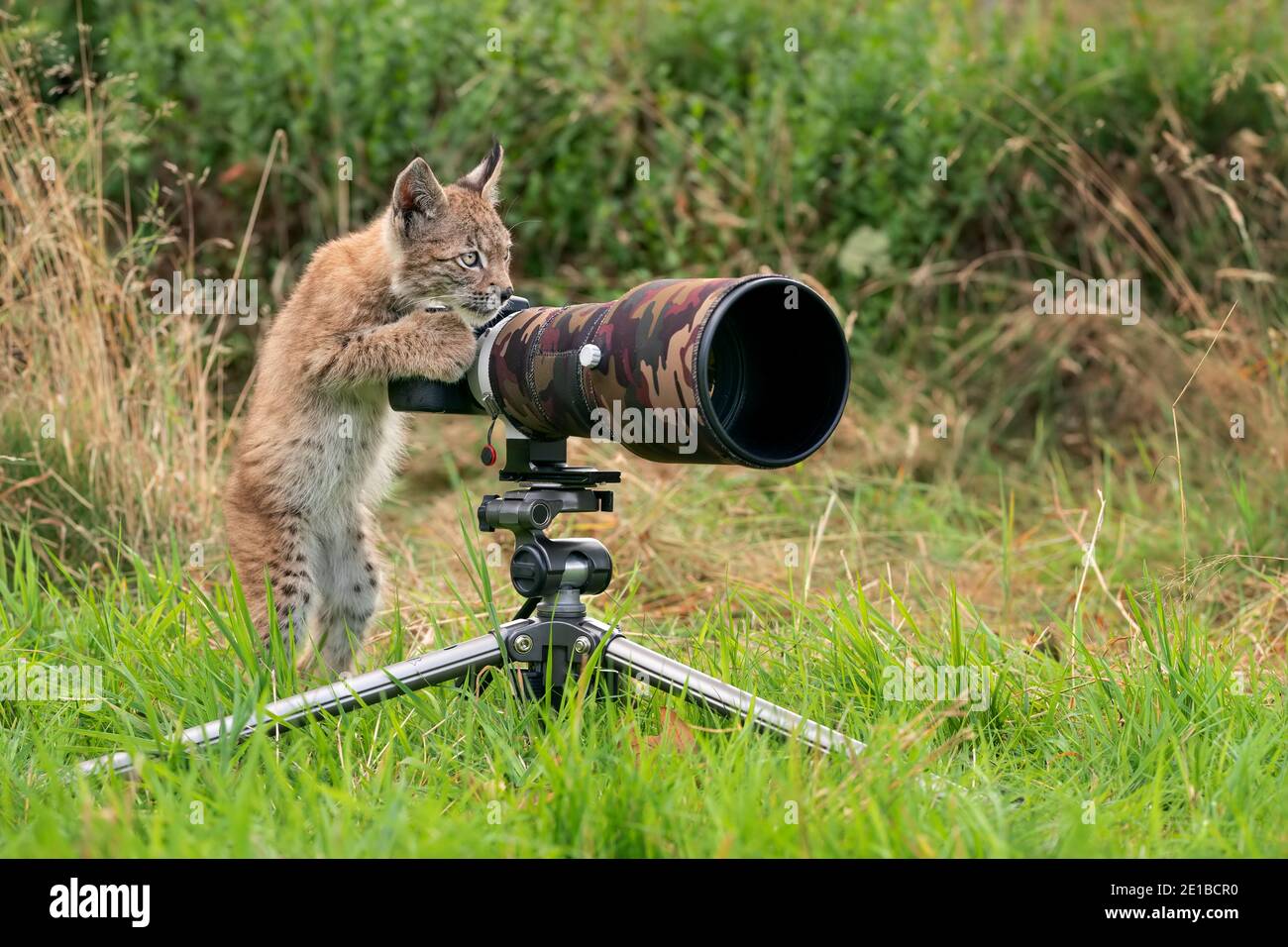 Lynx cub as wildlife photographer. Funny image of lynx acting like a ...