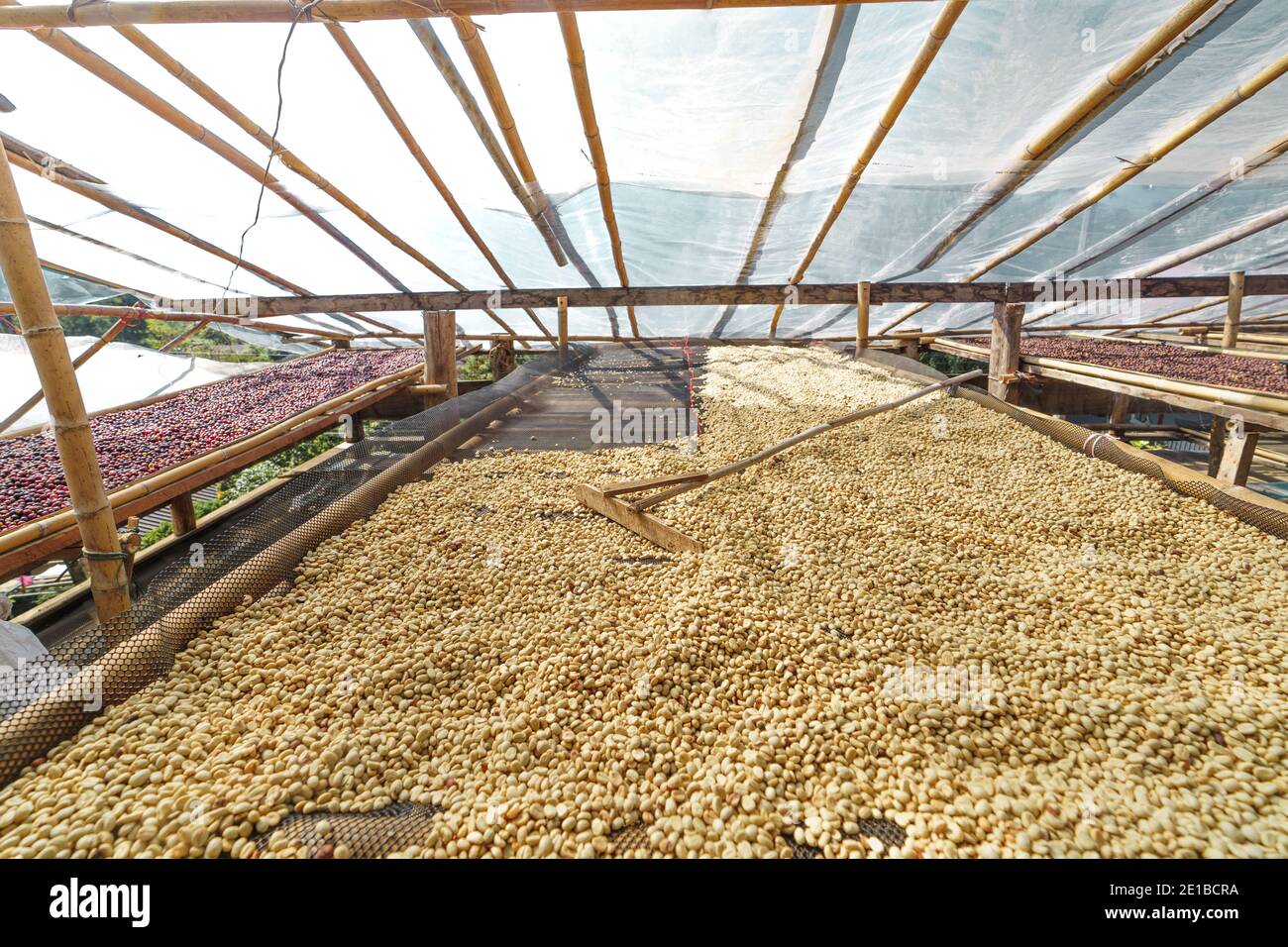 Coffee processing,Parchment coffee Dry in the coffee house Stock Photo ...