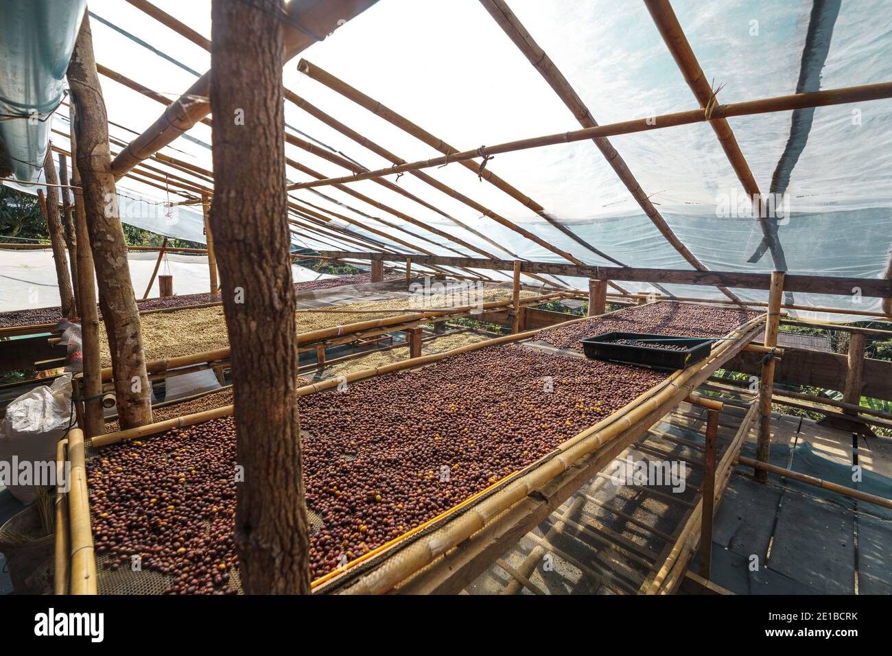 Cherry coffee beans,yellow coffee ripeness dry process coffee Stock ...