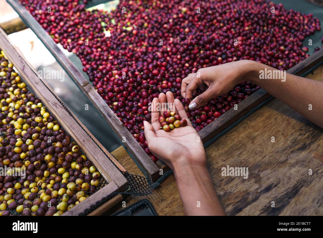 Sorting cherry coffee beans,Hands sorting coffee beans Stock Photo - Alamy
