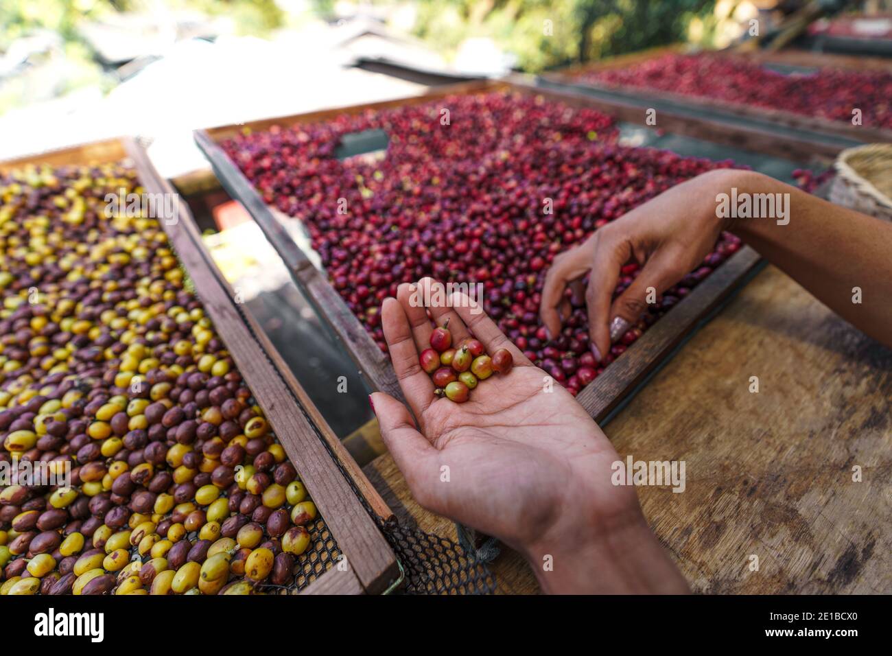Sorting cherry coffee beans,Hands sorting coffee beans Stock Photo - Alamy