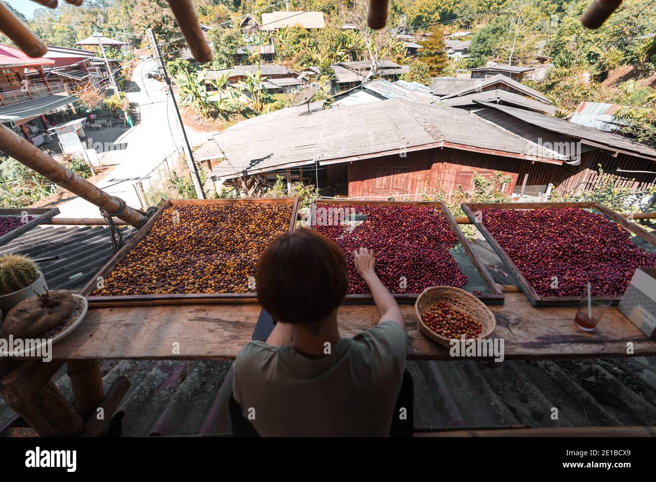Sorting cherry coffee beans,Hands sorting coffee beans Stock Photo - Alamy