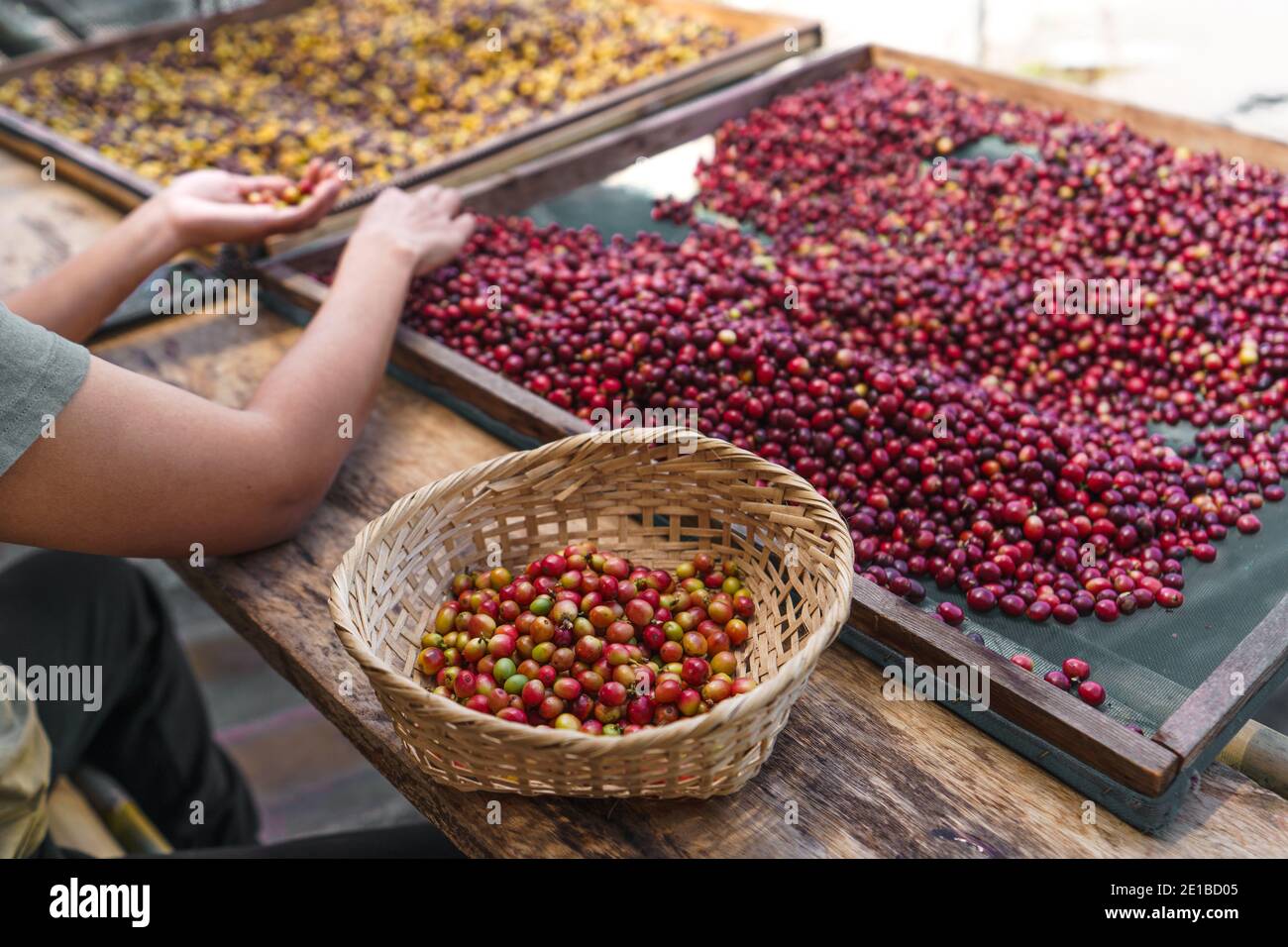 Sorting cherry coffee beans,Hands sorting coffee beans Stock Photo - Alamy