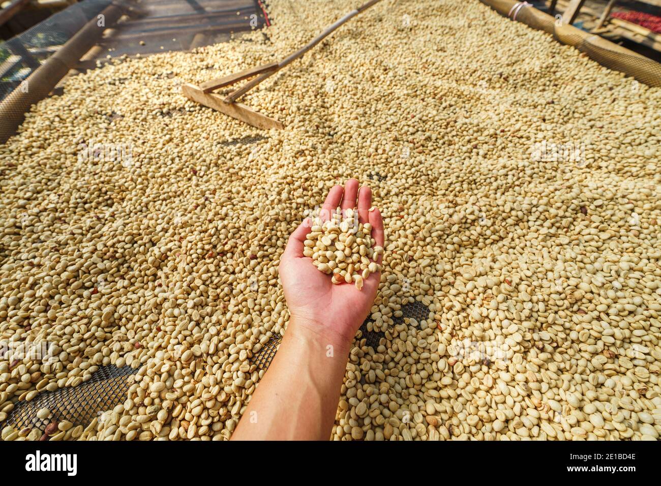 Coffee processing,Parchment coffee Dry in the coffee house Stock Photo ...