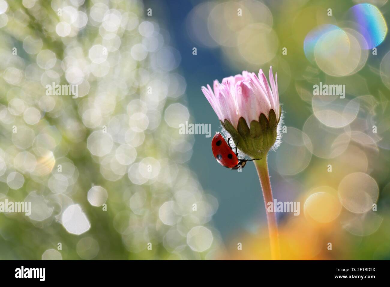 Little plant rose from hi-res stock photography and images - Alamy