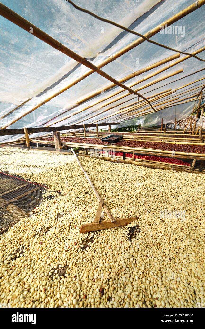 Coffee processing,Parchment coffee Dry in the coffee house Stock Photo ...