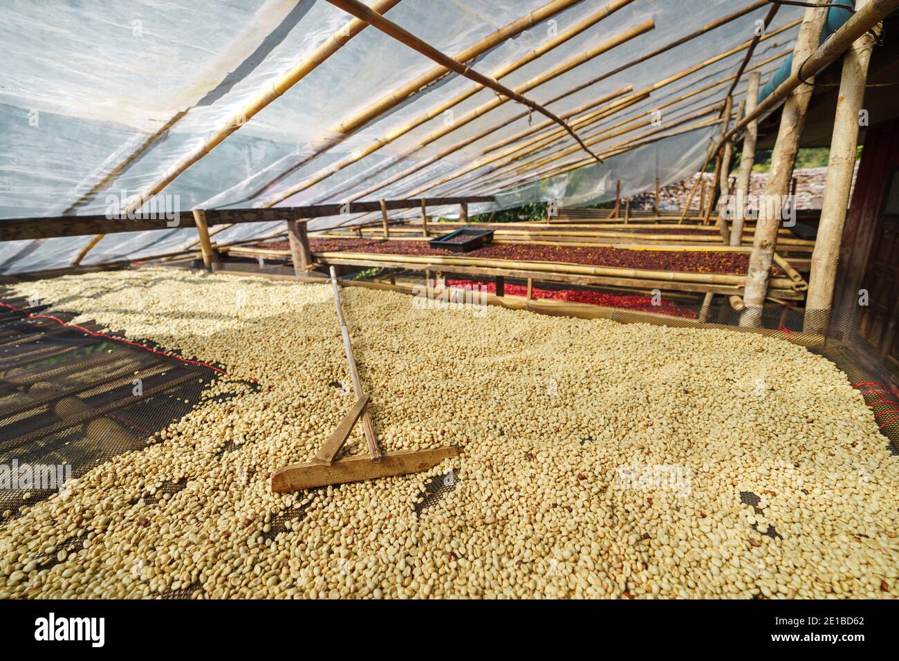 Coffee processing,Parchment coffee Dry in the coffee house Stock Photo ...