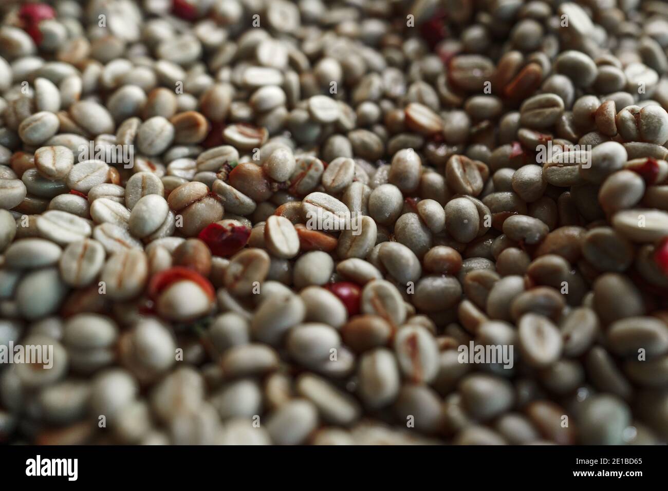 Coffee processing,Parchment coffee Dry in the coffee house Stock Photo ...