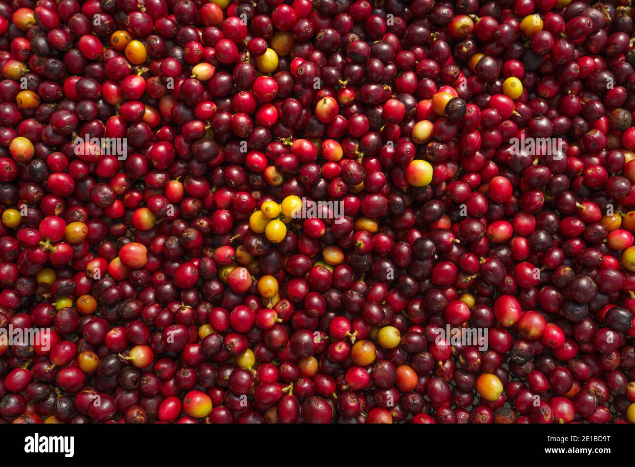 Cherry coffee beans,red coffee In the sack and on the hand Stock Photo ...