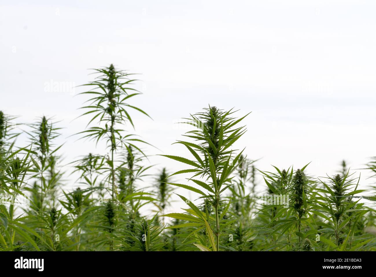 Marijuana thc ganja joint weed medicine hi-res stock photography and ...