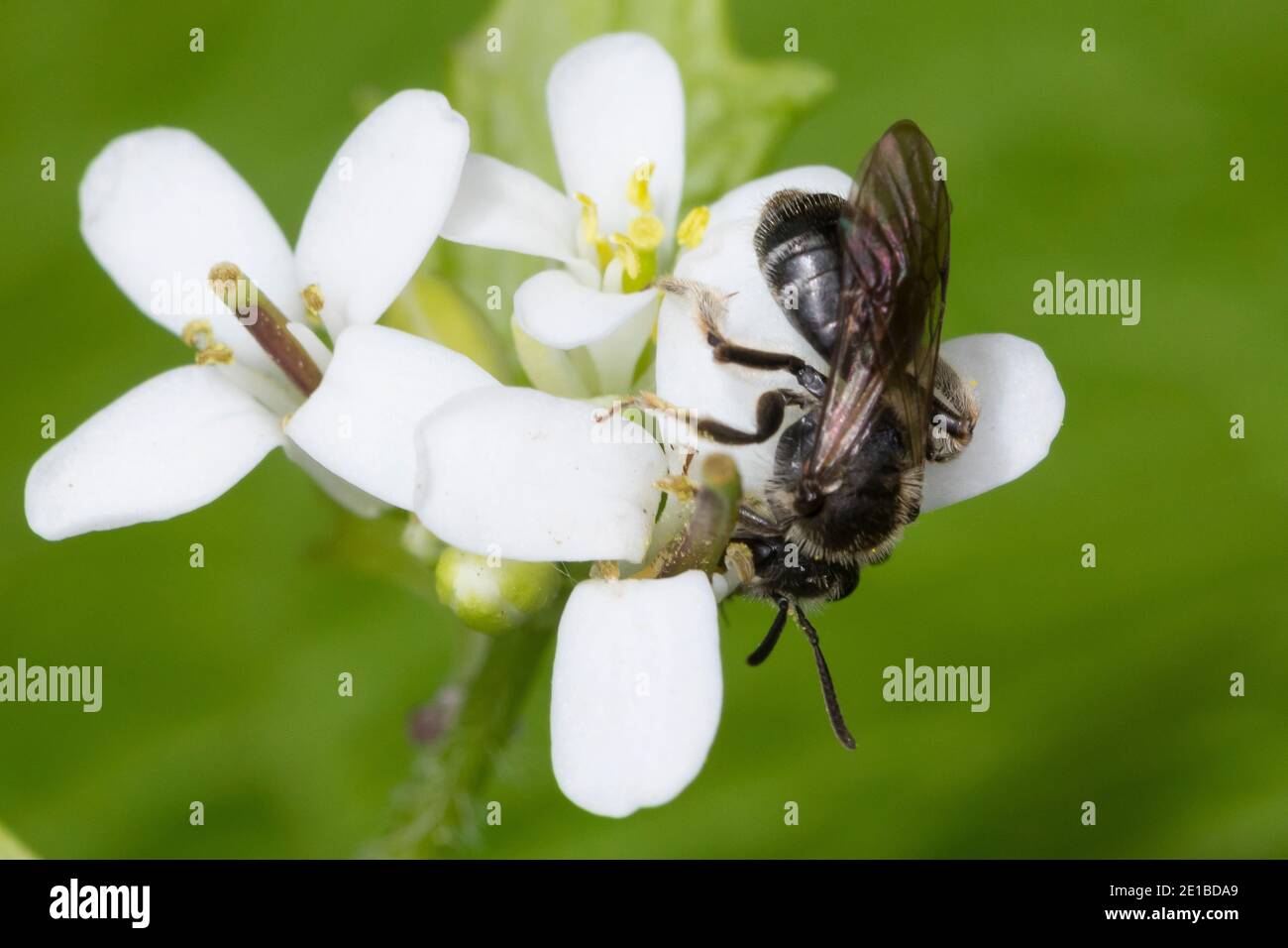 Sandbiene, Andrena spec., Mining-Bee, burrowing bee, Sandbienen, mining ...
