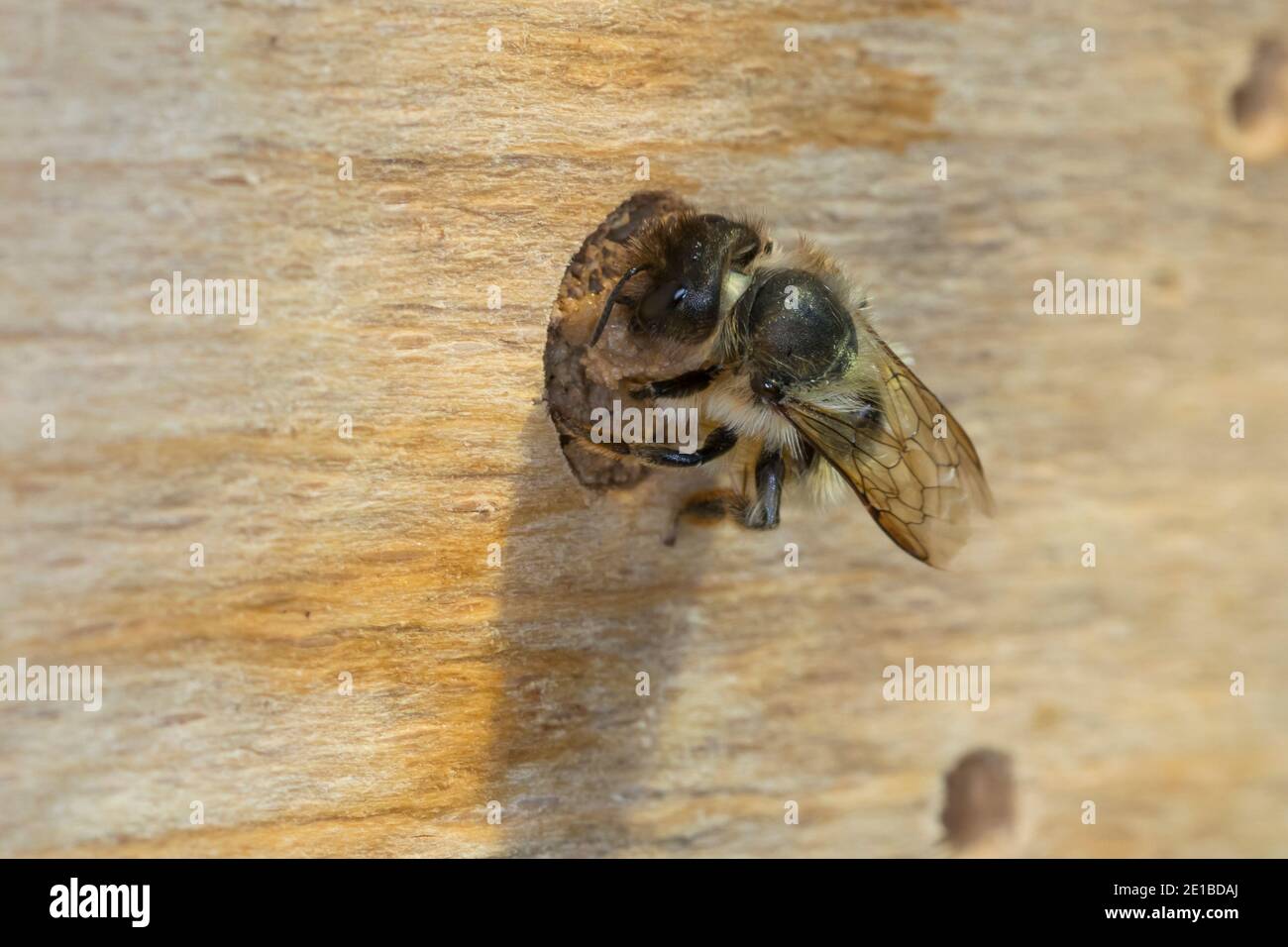 Rote Mauerbiene, Rostrote Mauerbiene, Mauerbiene, Mauer-Biene, Weibchen ...