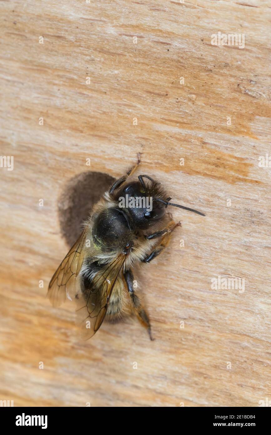 Mauer biene hi-res stock photography and images - Alamy