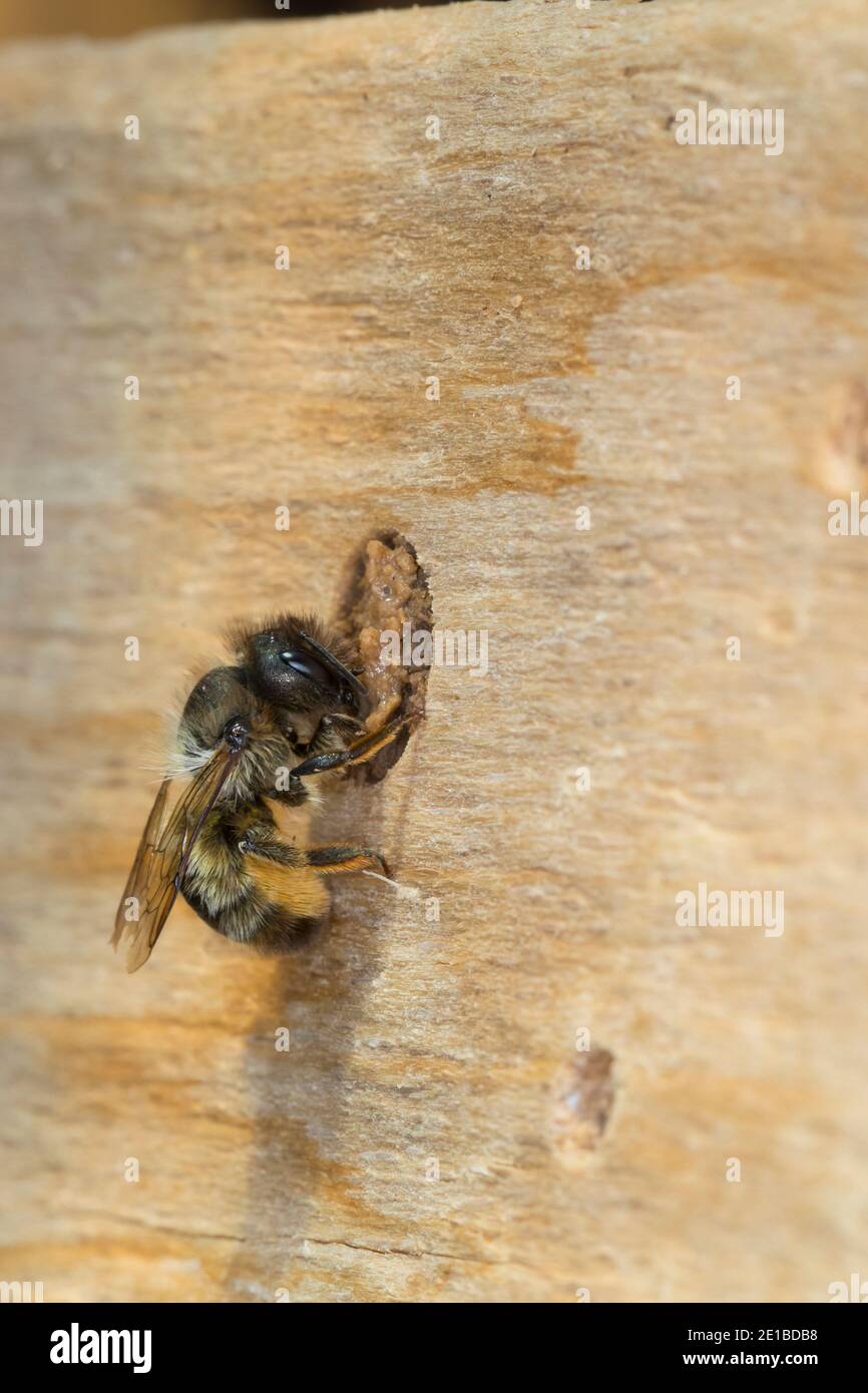 Erde biene hi-res stock photography and images - Alamy