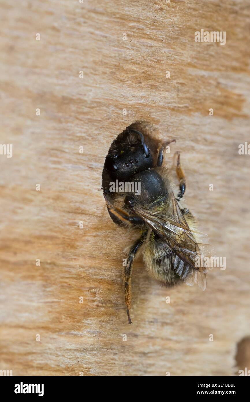Rote Mauerbiene, Rostrote Mauerbiene, Mauerbiene, Mauer-Biene, Weibchen ...