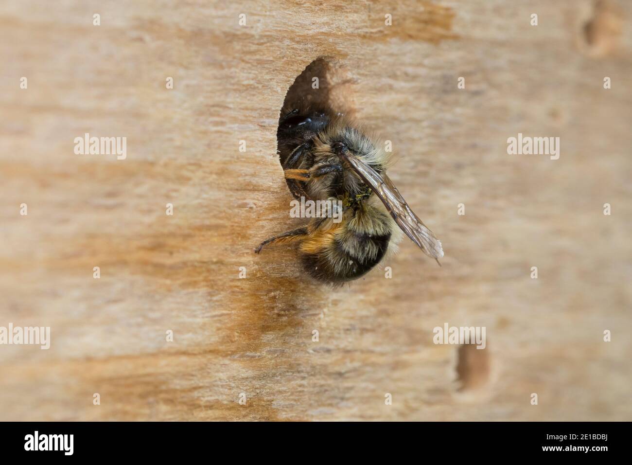 Rote Mauerbiene, Rostrote Mauerbiene, Mauerbiene, Mauer-Biene, Weibchen ...