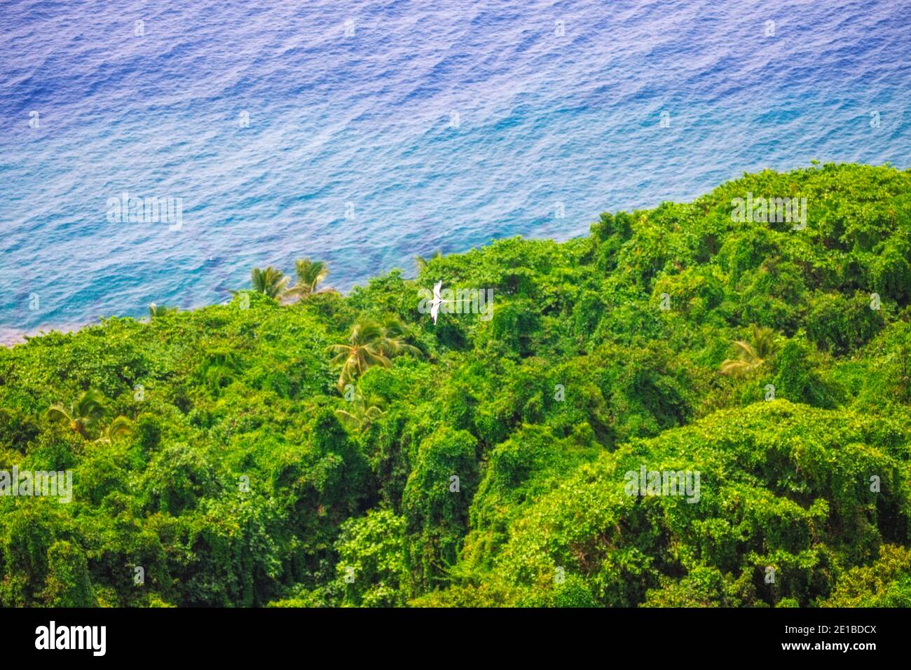 White-Tailed Tropicbird flying over Eua Island. Eua, Tonga Stock Photo ...