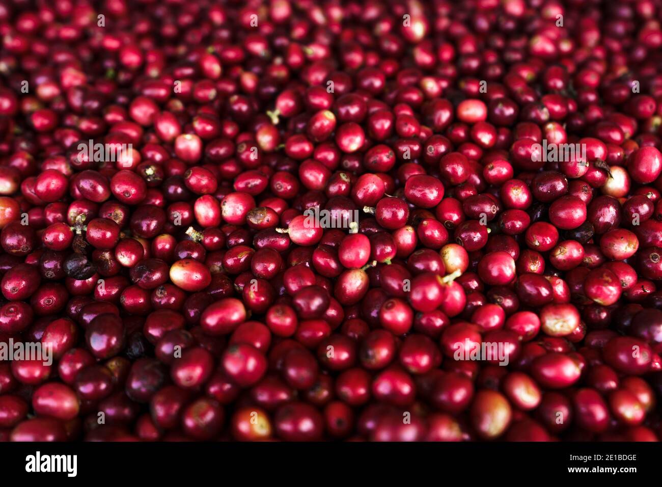 Cherry coffee beans,red coffee In the sack and on the hand Stock Photo ...
