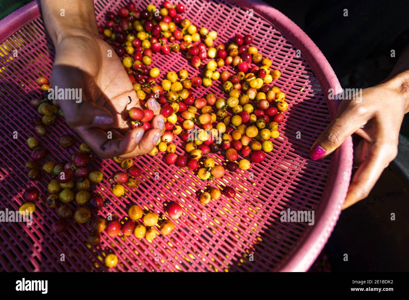 Sorting coffee beans by hand hi-res stock photography and images - Alamy