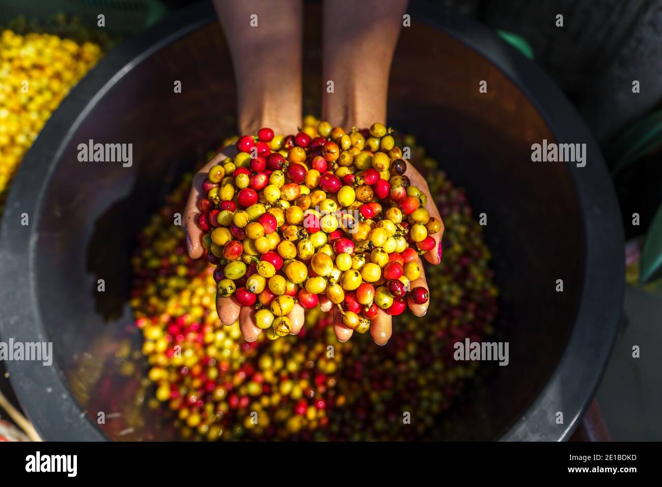 Cherry coffee beans,red and yellow coffee In the sorting tank Stock ...