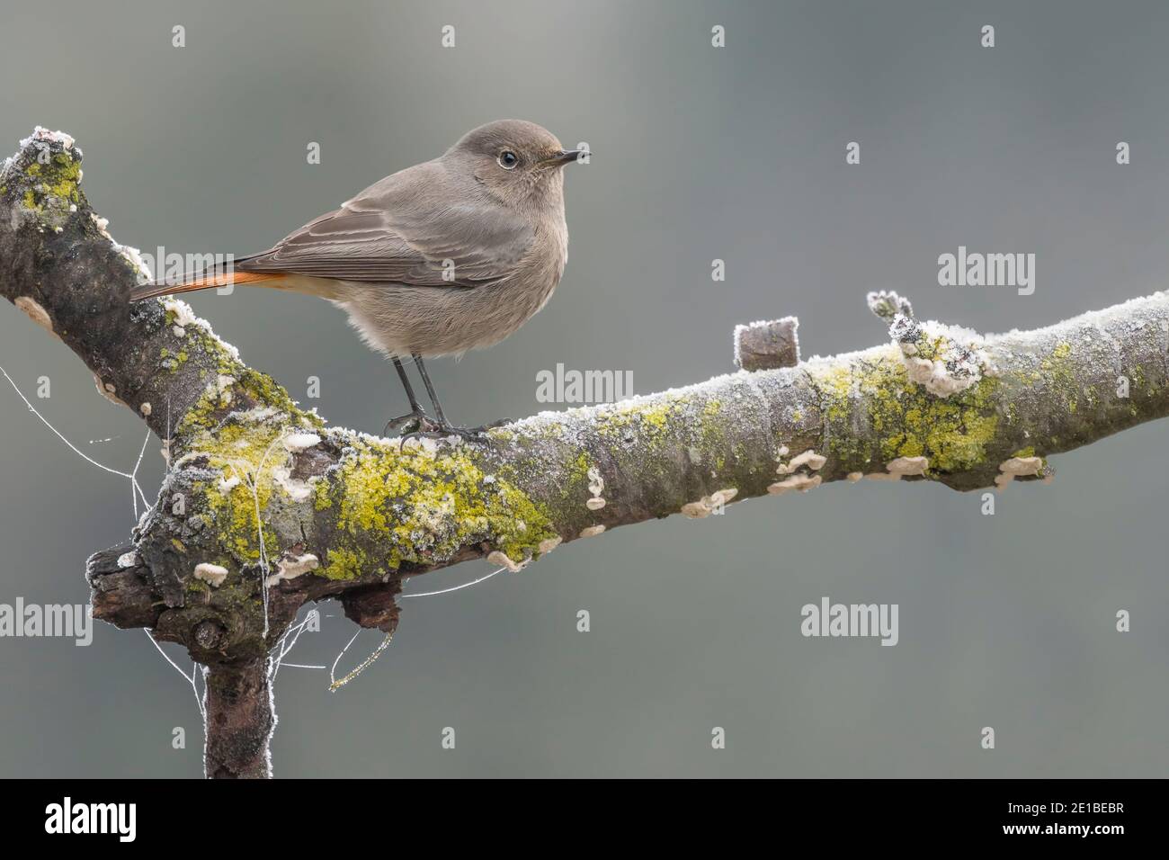 The black redstart female in winter season (Phoenicurus ochruros Stock ...