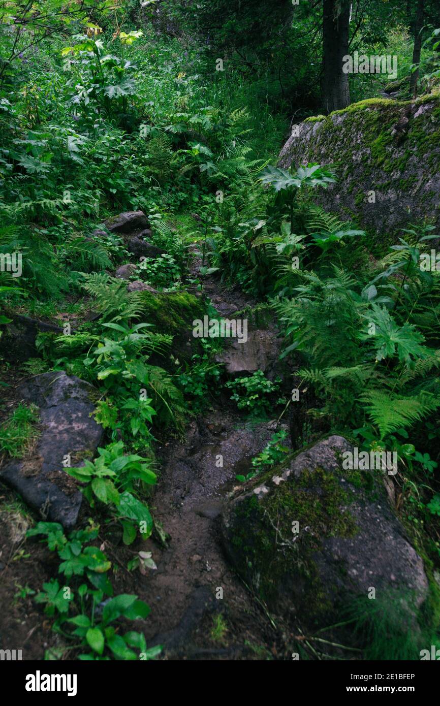 Lush green rainforest winding hi-res stock photography and images - Alamy