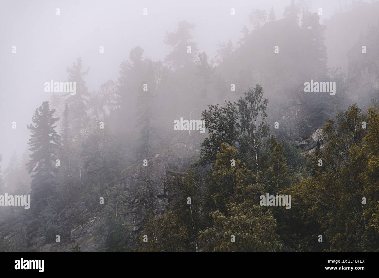 Foggy morning in woods. Treetops are covered with clouds in rainy ...