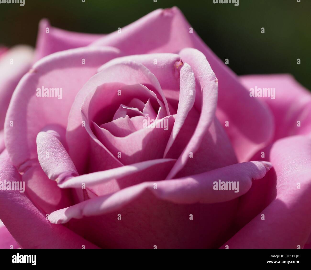 Celebrate love with a Beautiful romantic pink rose flower, delicate ...