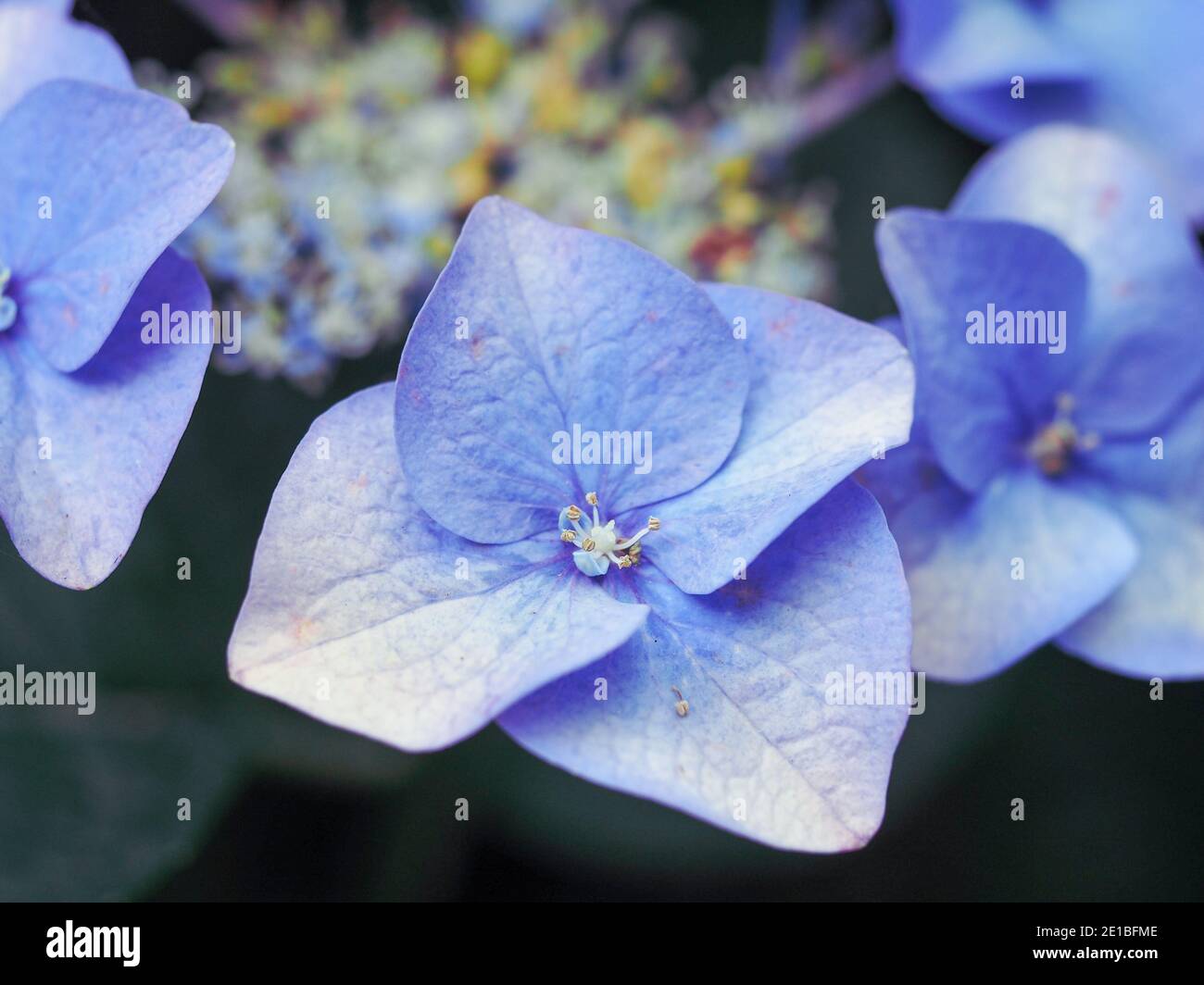 Flower Macro, Looking straight into the front of blue purple mauve ...