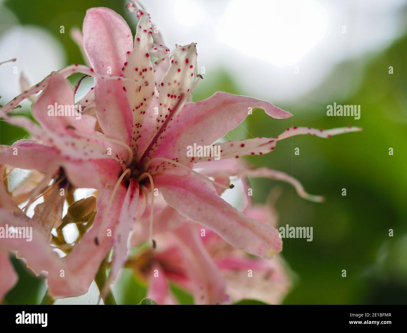 Cape Chestnut tree flower, fabulous pink flowers, slender frilly petals ...