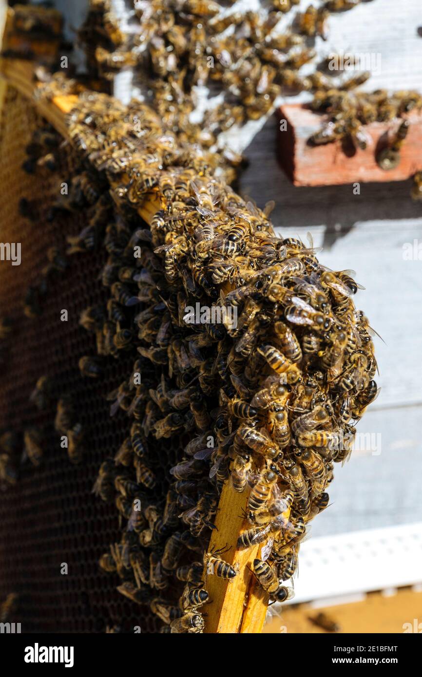 Ecological breeding animals hi-res stock photography and images - Alamy