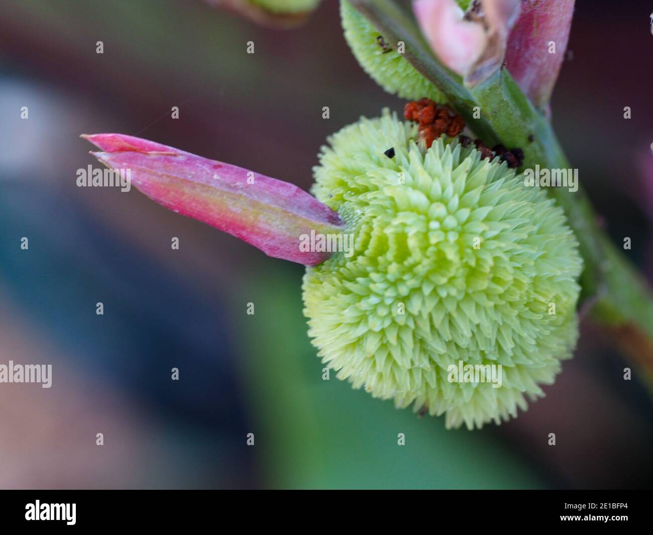 A bud of a Canna Lily soon to open Stock Photo - Alamy