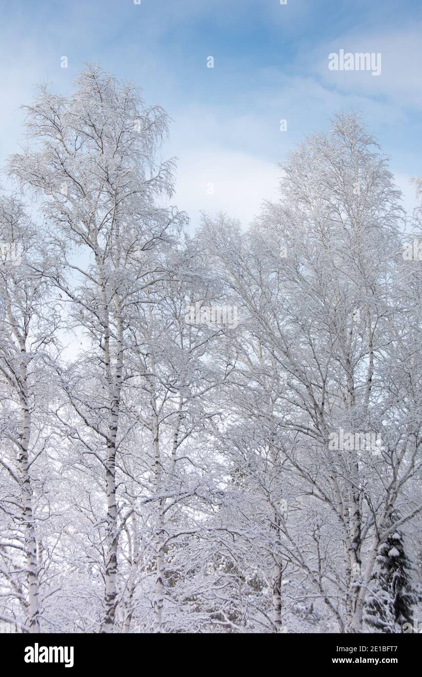 Cold weather in winter forest. Branches of trees are covered with snow ...