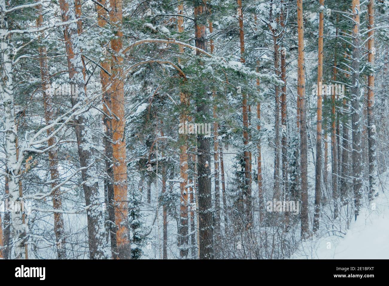 Yellow trunks of tall pines in winter forest. Branches of trees are ...