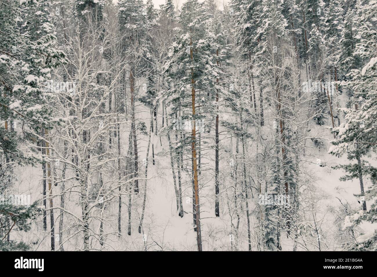 Siberian climate hi-res stock photography and images - Alamy