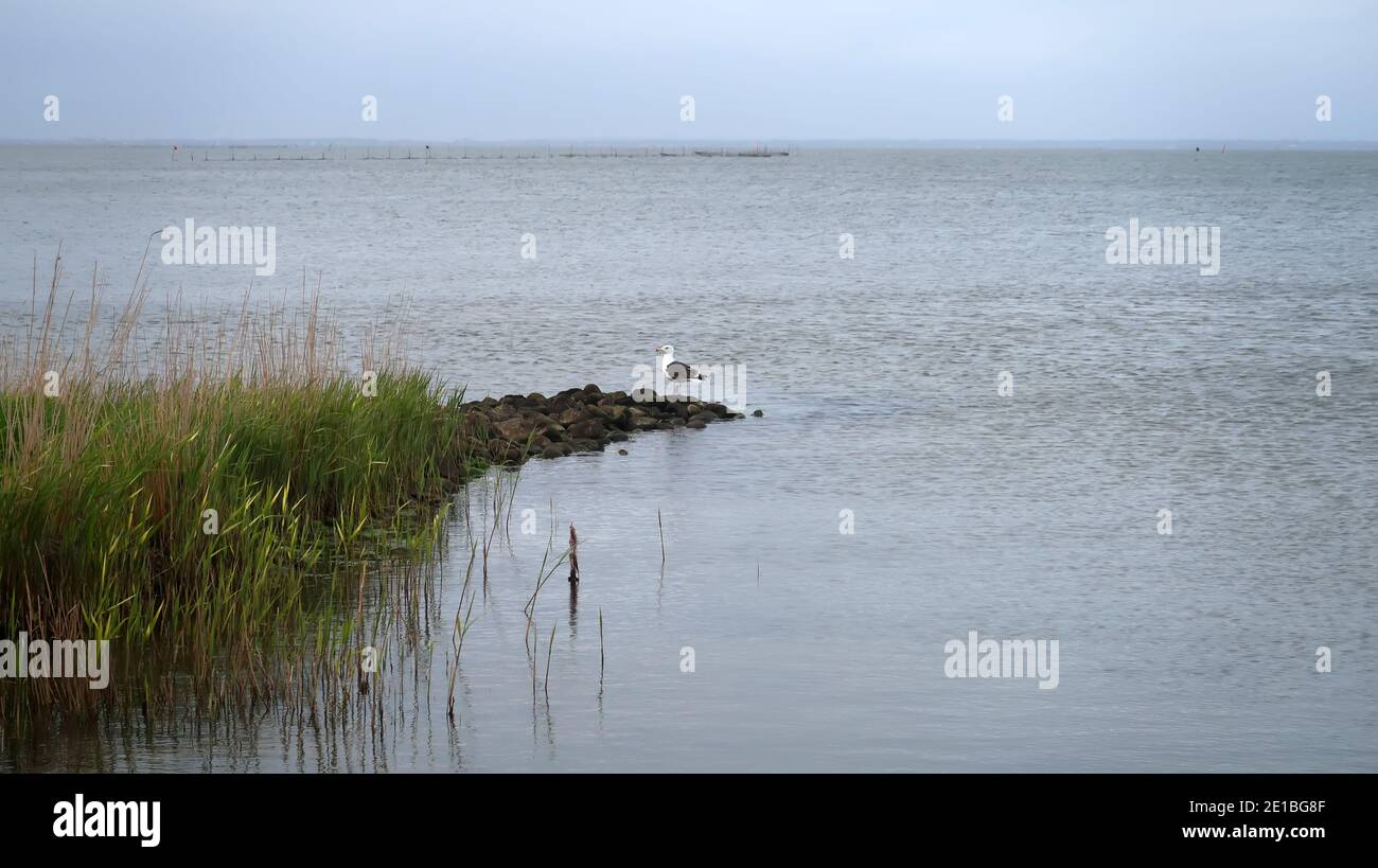 landscape with calm water at Ringkobing Fjord, Denmark Stock Photo - Alamy