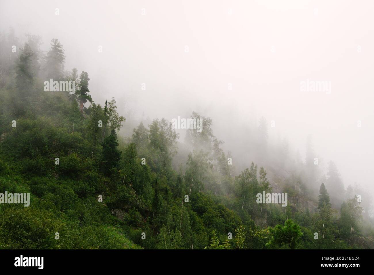 Foggy morning in woods. Treetops are covered with clouds in rainy ...
