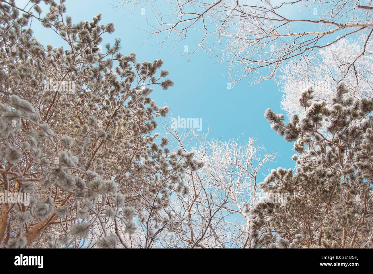 Branches in frost against blue sky. Snow forest in white velvet. Bottom ...