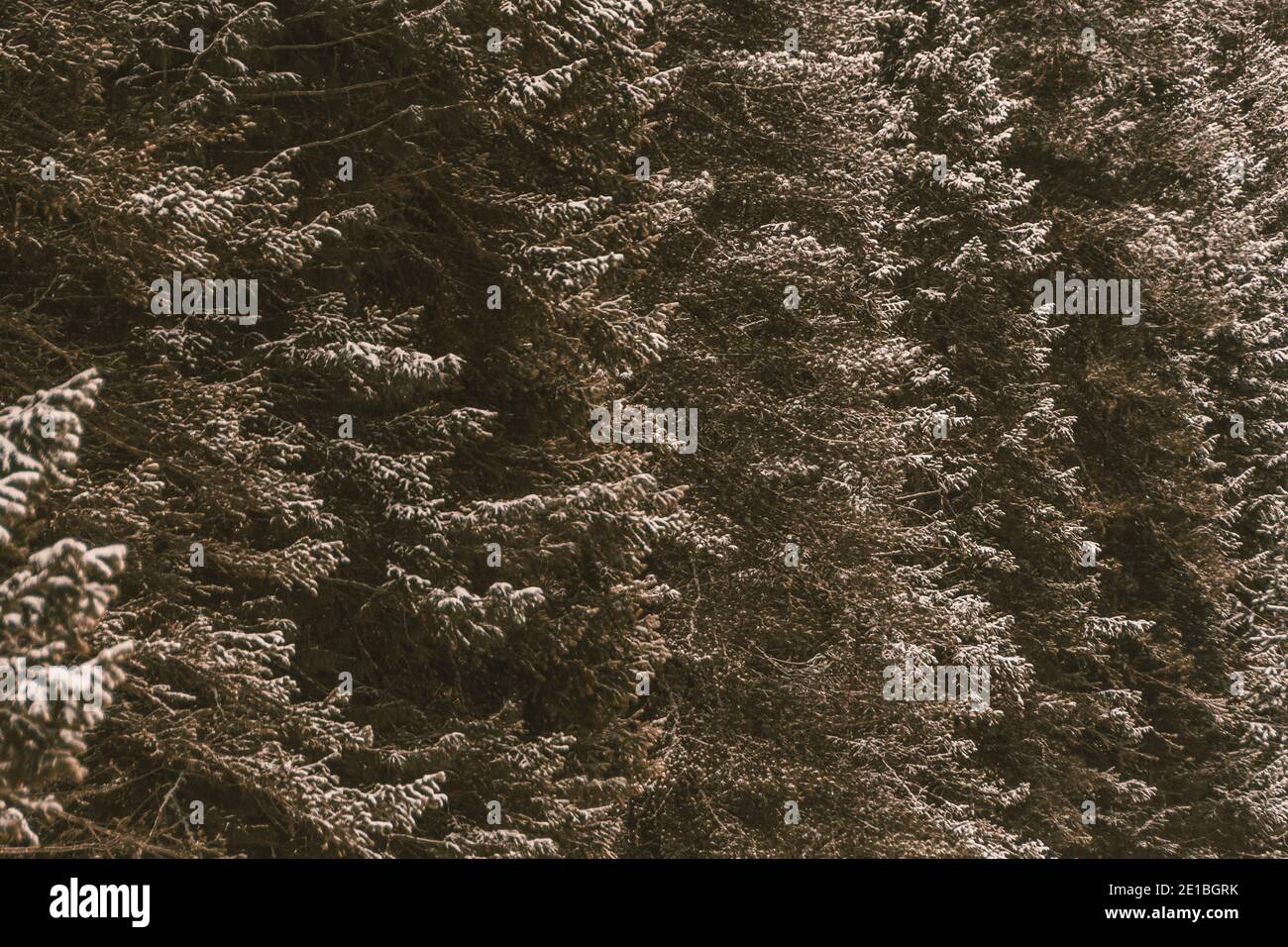 Winter landscape. The forest on hillside is covered with snow and frost ...