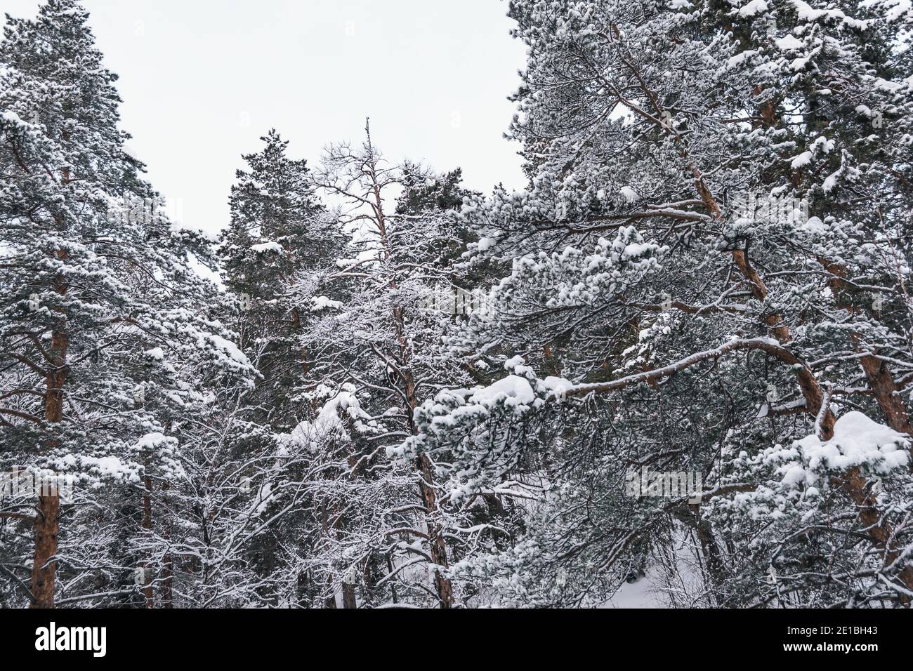 Siberian winter forest with pine trees on slope and frozen tree ...