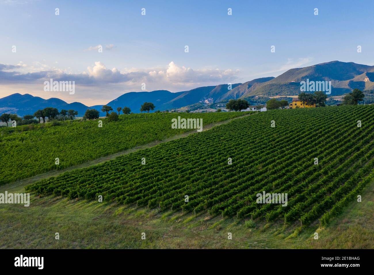 Verdicchio hi-res stock photography and images - Alamy