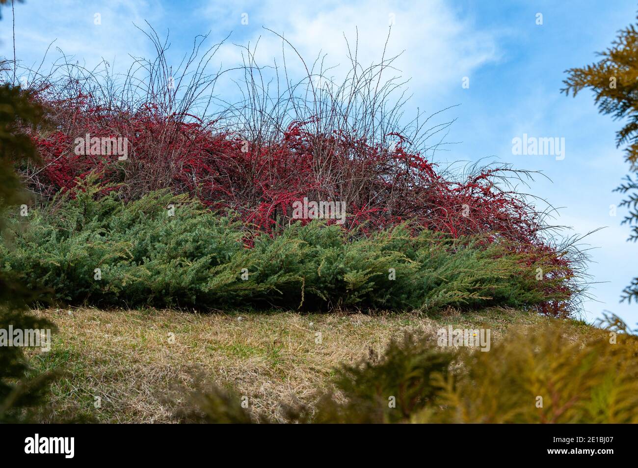 Evergreen southern plants on a hillside against a blue sky with clouds ...