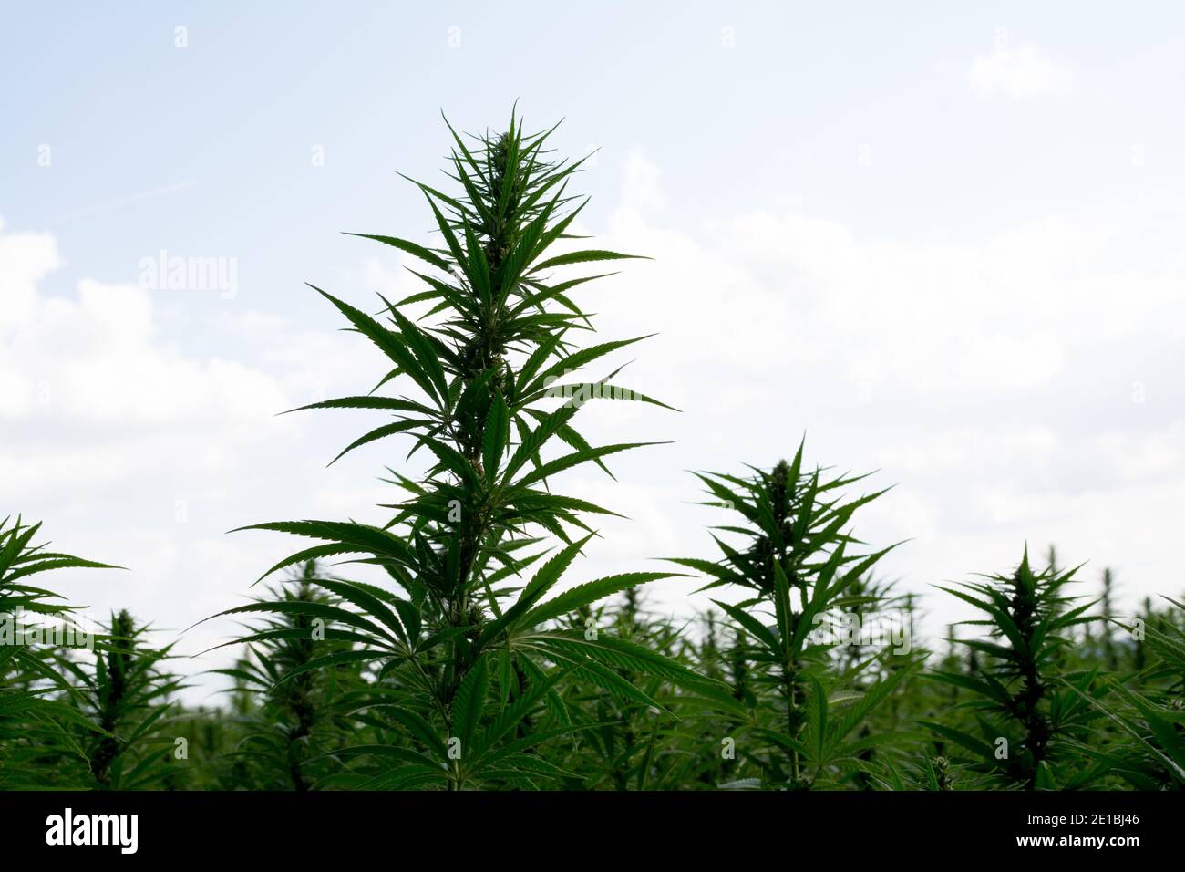 cannabis leaves on marijuana field farm sativa weed hemp hash ...
