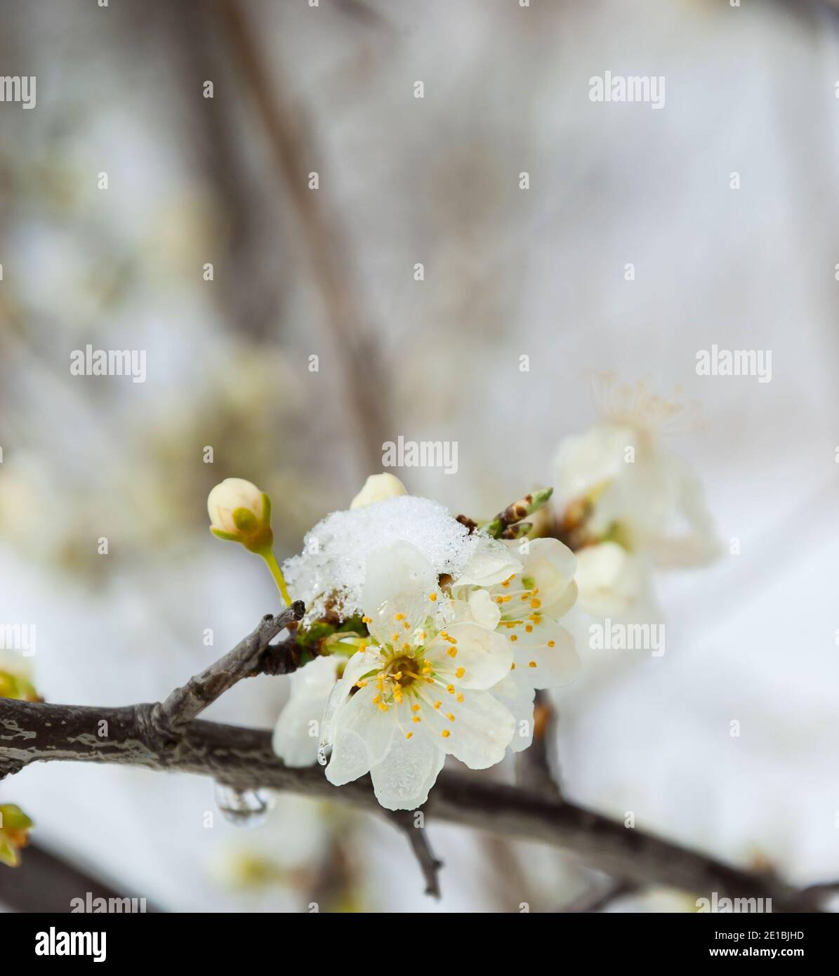 Fruit tree blossoms in the snow. Sudden winter in spring. Selective ...