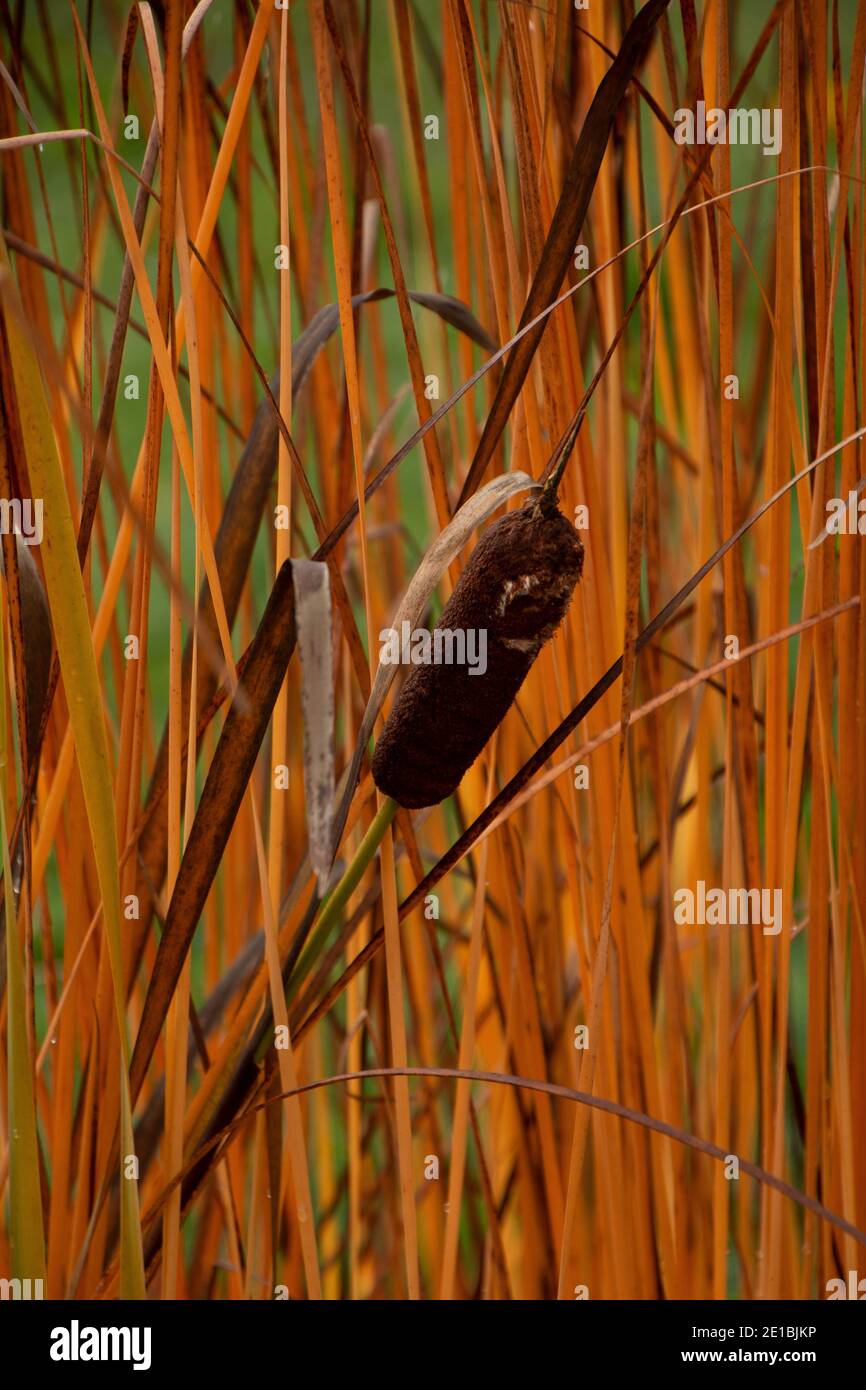 Marshy Pond High Resolution Stock Photography and Images - Alamy