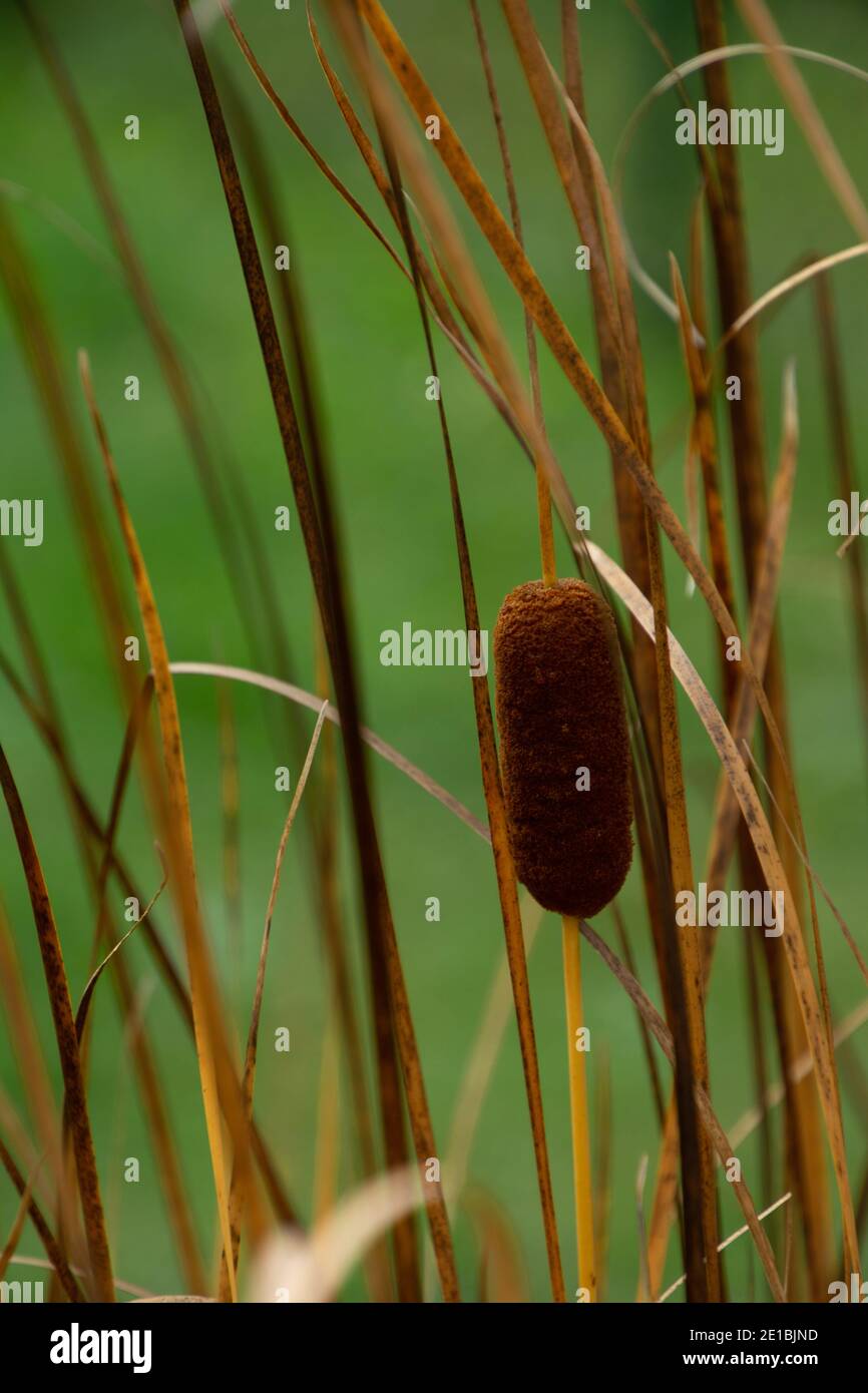 Pond typha latifolia common hi-res stock photography and images - Alamy